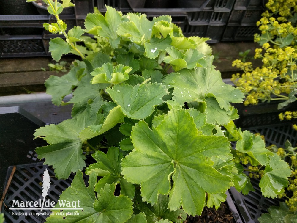 Alchemilla japonica (coll. China) - Kwekerij van opvallende vaste ...