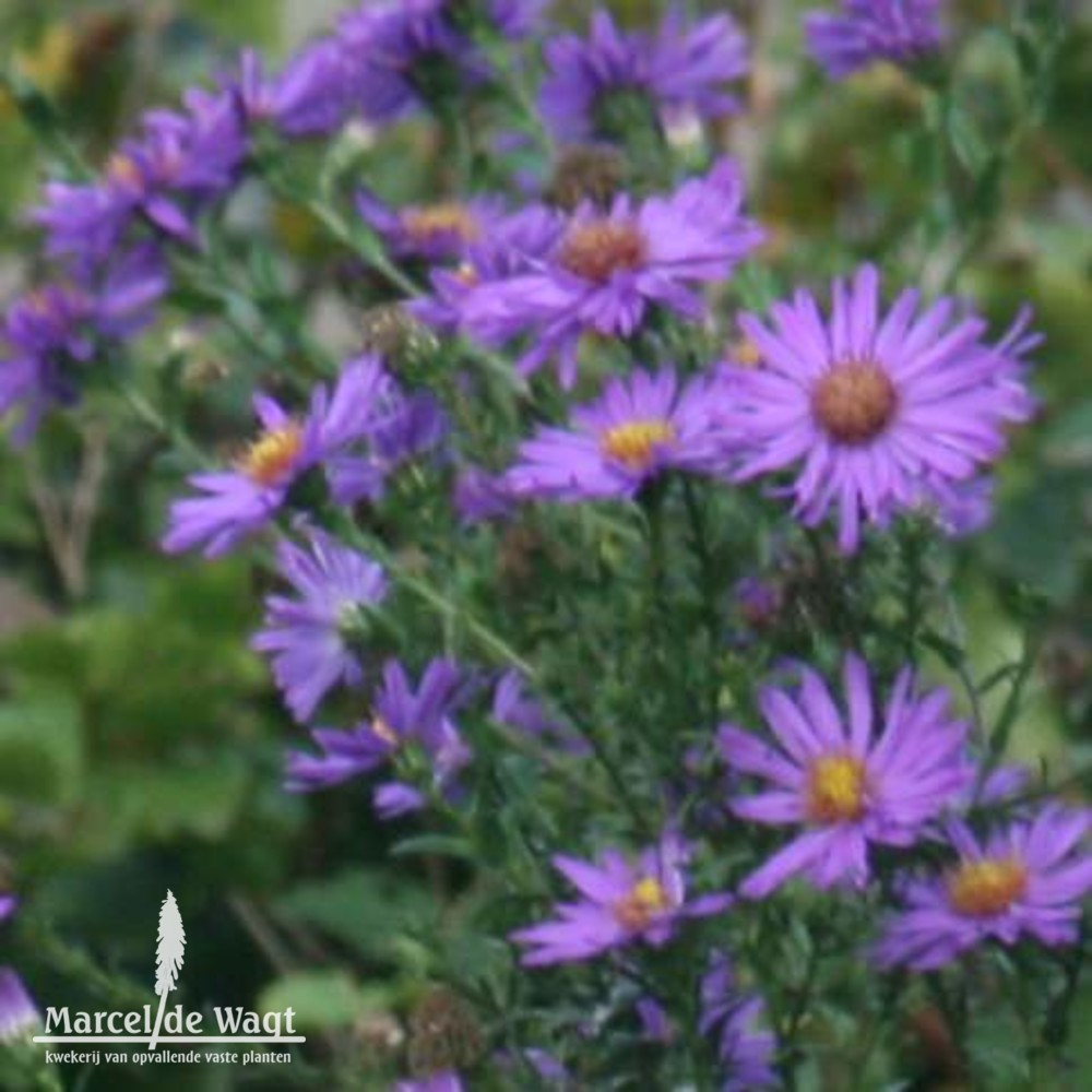 Aster Orpheus - Kwekerij van opvallende vaste planten, Ven-Zelderheide