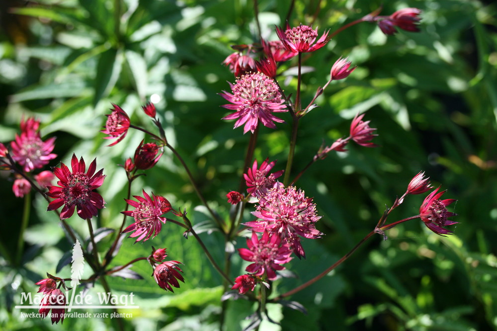 Astrantia Ruby Star - Kwekerij van opvallende vaste planten, Ven ...