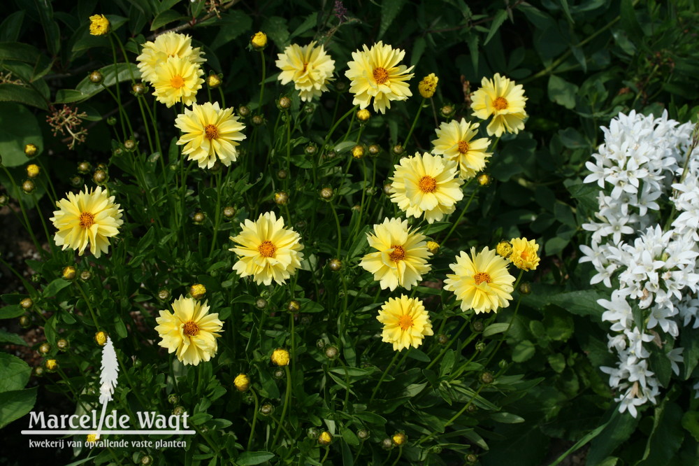Coreopsis Solar Dance - Kwekerij van opvallende vaste planten, Ven ...