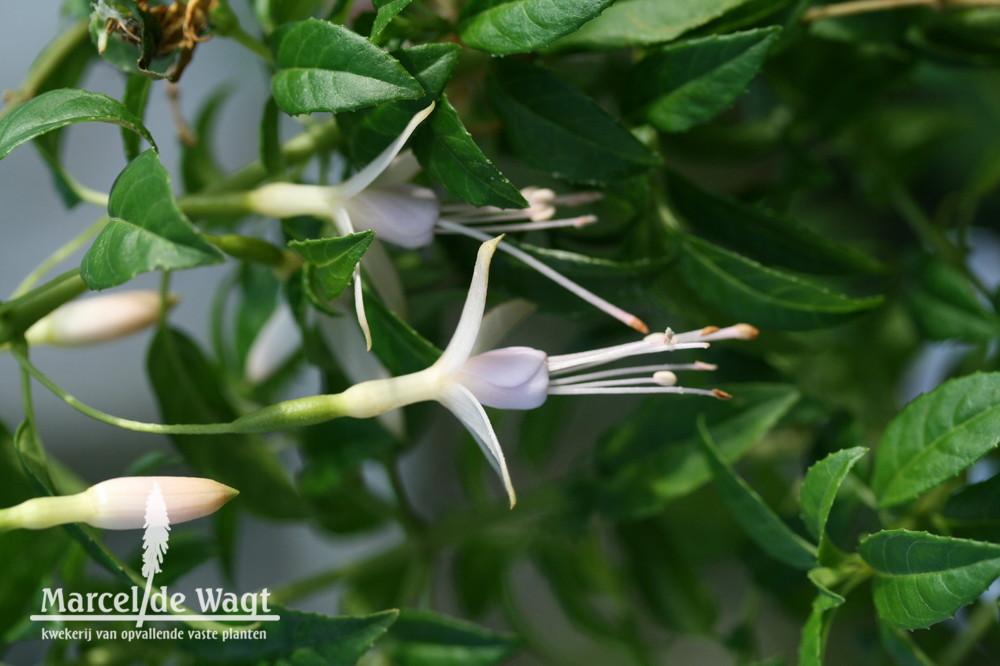 Fuchsia White Knights Pearl - Kwekerij van opvallende vaste planten ...