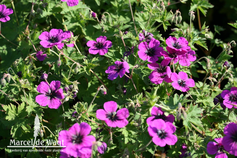Geranium Dragon Heart - Kwekerij van opvallende vaste planten, Ven ...