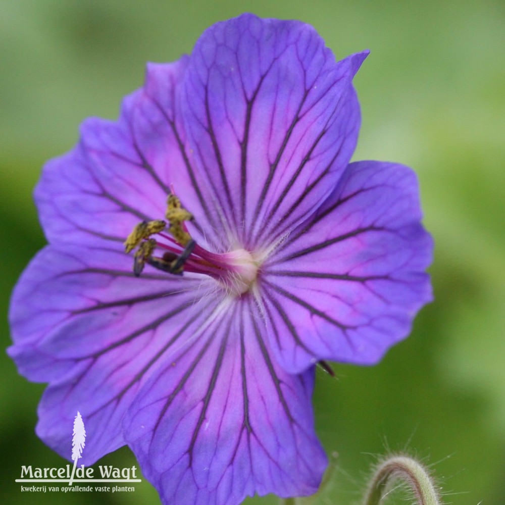 Geranium magnificum Turco - Kwekerij van opvallende vaste planten, Ven ...