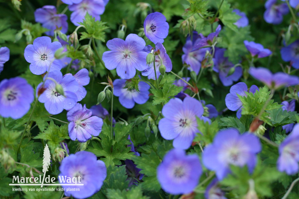 Geranium Rozanne (Jolly Bee) - Kwekerij van opvallende vaste planten ...