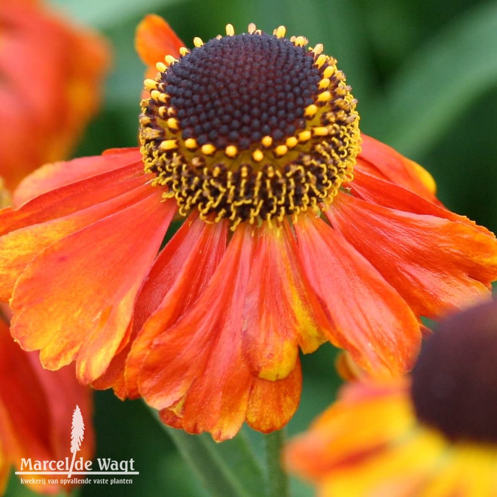 Helenium Mardi Grass - Kwekerij van opvallende vaste planten, Ven ...