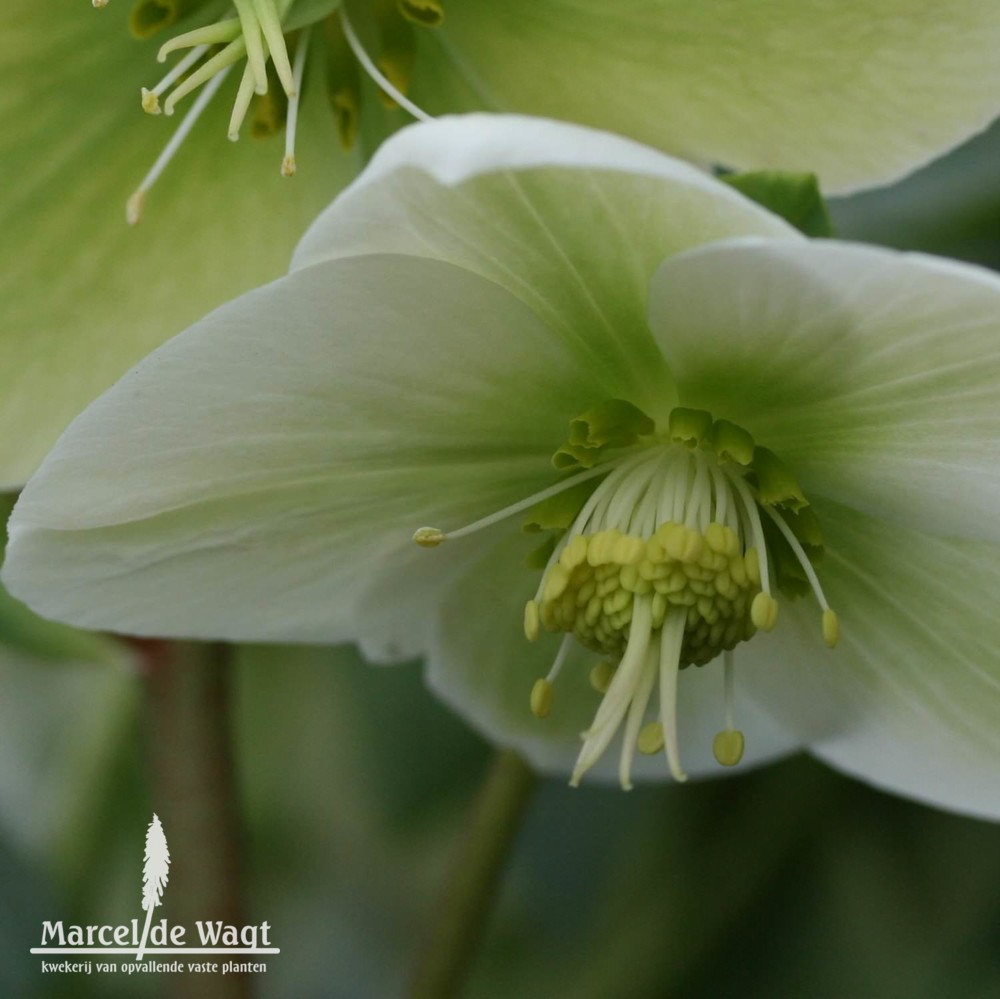 Helleborus White Beauty - Kwekerij van opvallende vaste planten, Ven ...