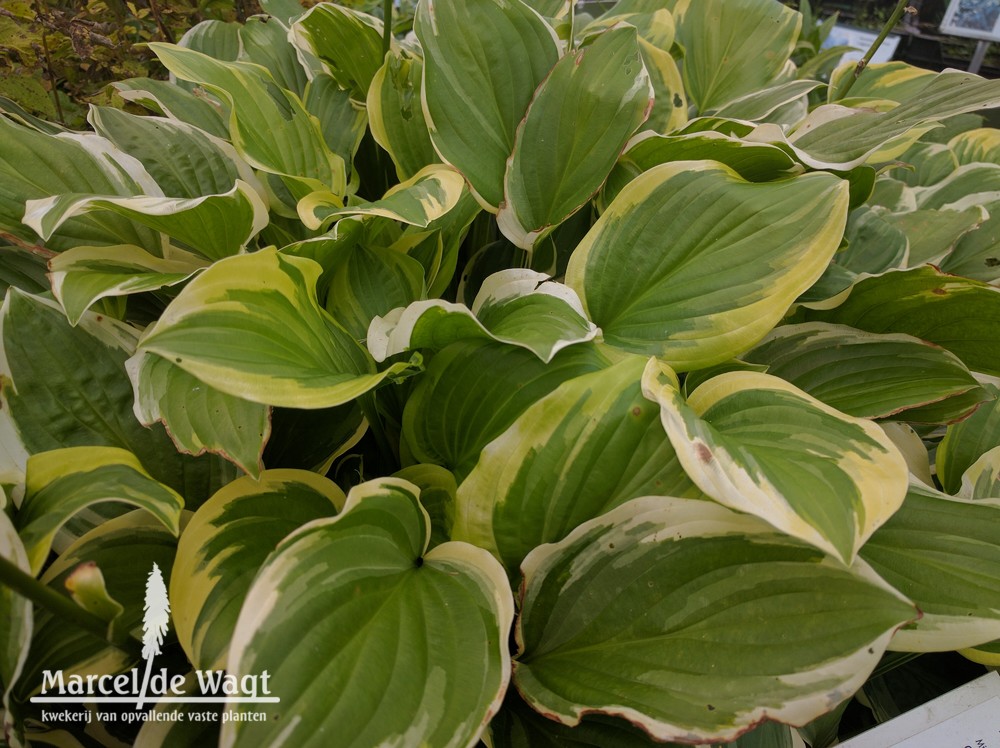 Hosta So Sweet - Kwekerij van opvallende vaste planten, Ven-Zelderheide