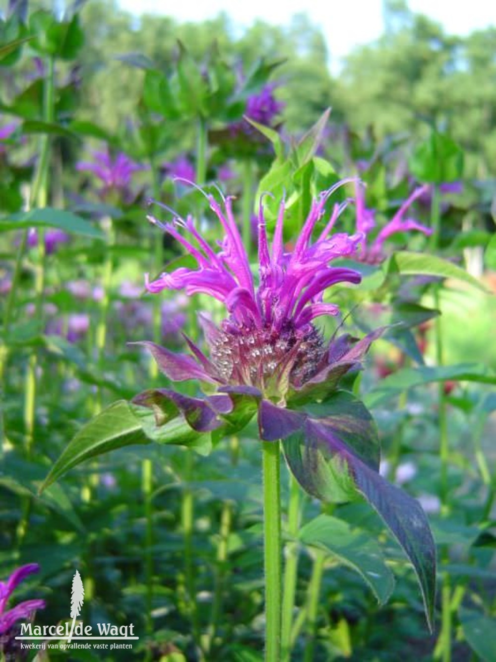 Monarda Scorpion - Kwekerij van opvallende vaste planten, Ven-Zelderheide