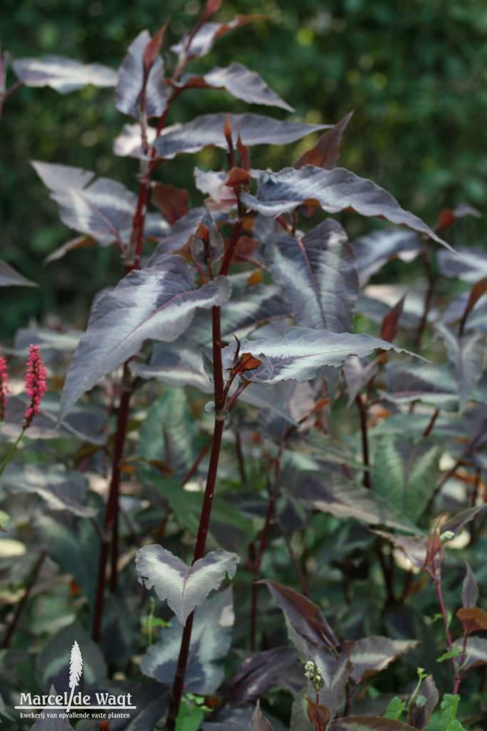 Persicaria microcephala Red Dragon - Kwekerij van opvallende vaste ...