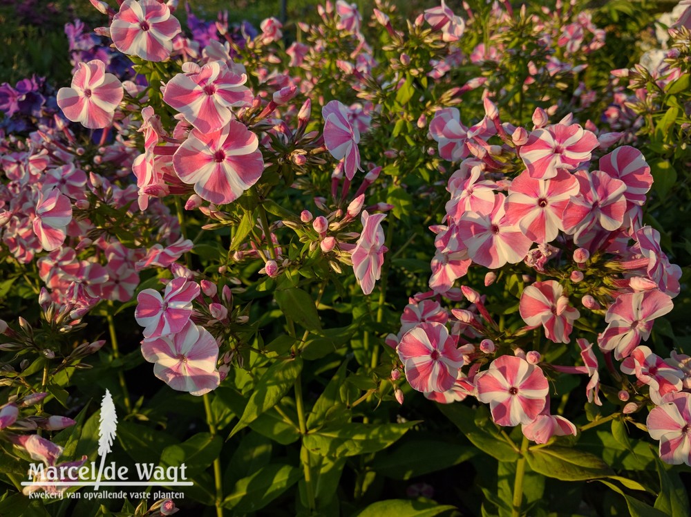 Phlox paniculata Peppermint Twist - Kwekerij van opvallende vaste ...