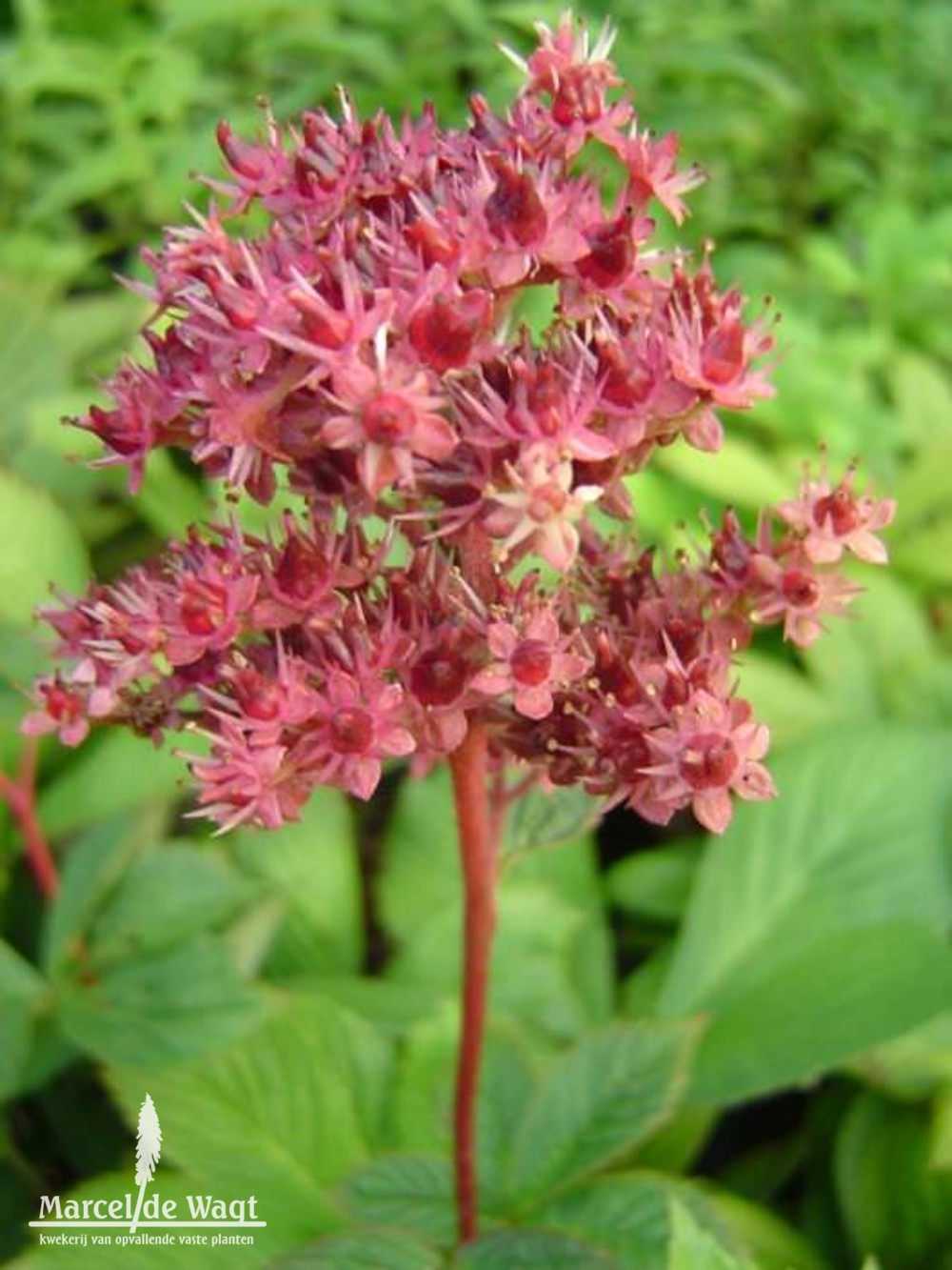 Rodgersia Die Stolze - Kwekerij van opvallende vaste planten, Ven ...
