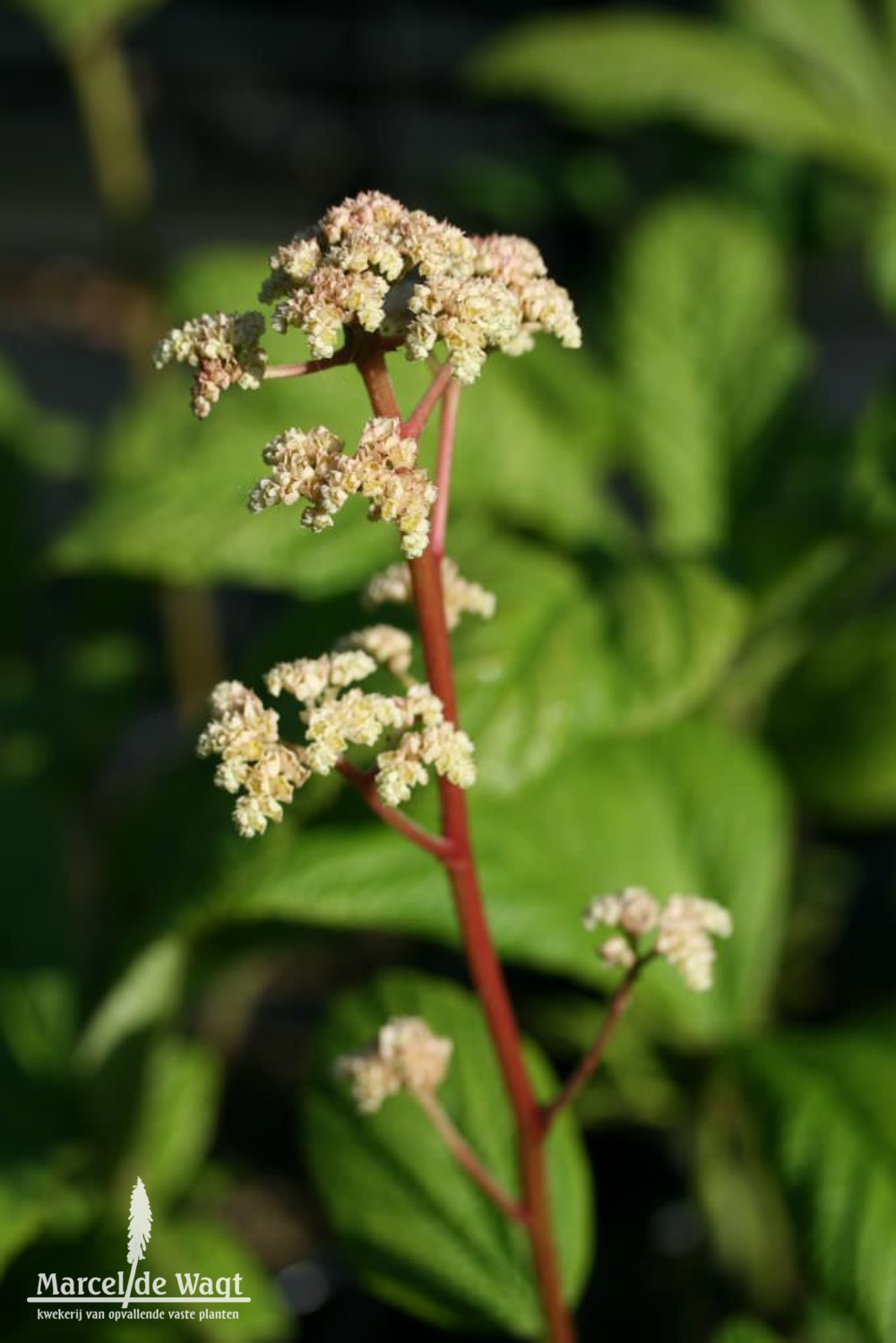 Rodgersia Herkules - Kwekerij van opvallende vaste planten, Ven-Zelderheide