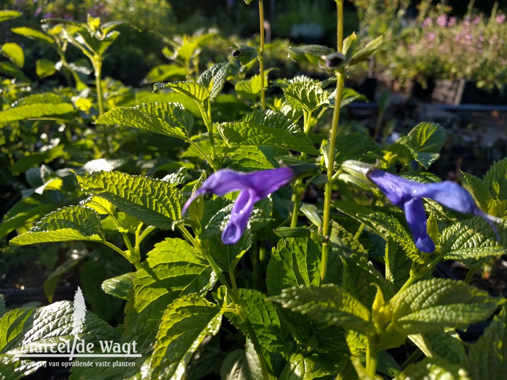 Salvia Blue Enigma - Kwekerij van opvallende vaste planten, Ven-Zelderheide