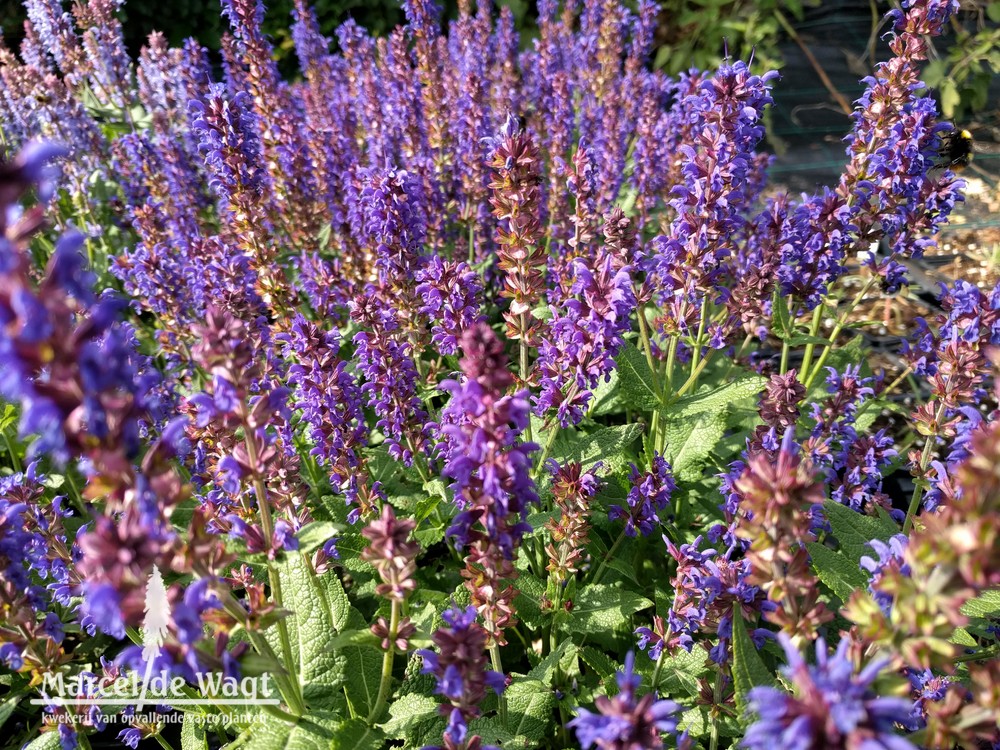 Salvia nemerosa Salut Deep Blue - Kwekerij van opvallende vaste planten ...