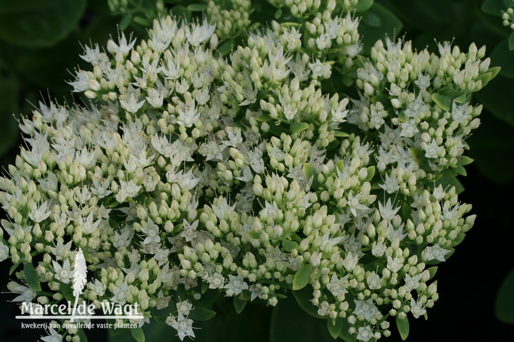 Sedum spectabile Iceberg - Kwekerij van opvallende vaste planten, Ven ...