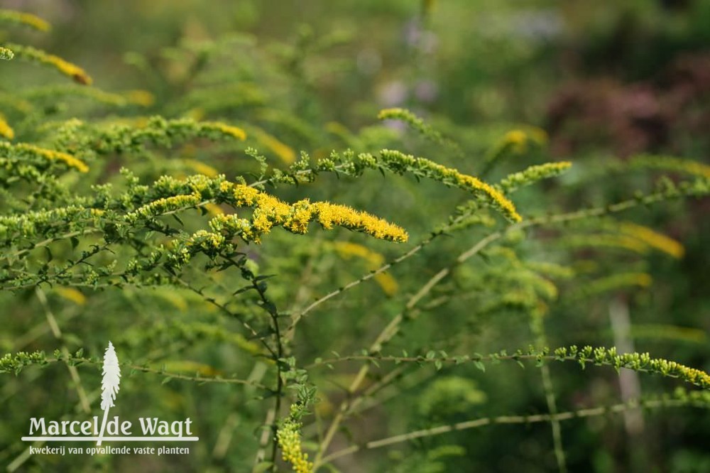 Solidago rugosa Golden Rain - Kwekerij van opvallende vaste planten ...