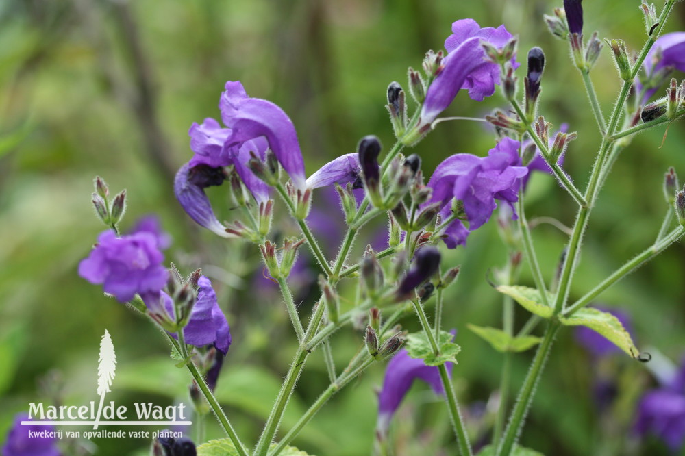 Strobilanthes atropurpureus (hoge vorm) - Kwekerij van opvallende vaste ...
