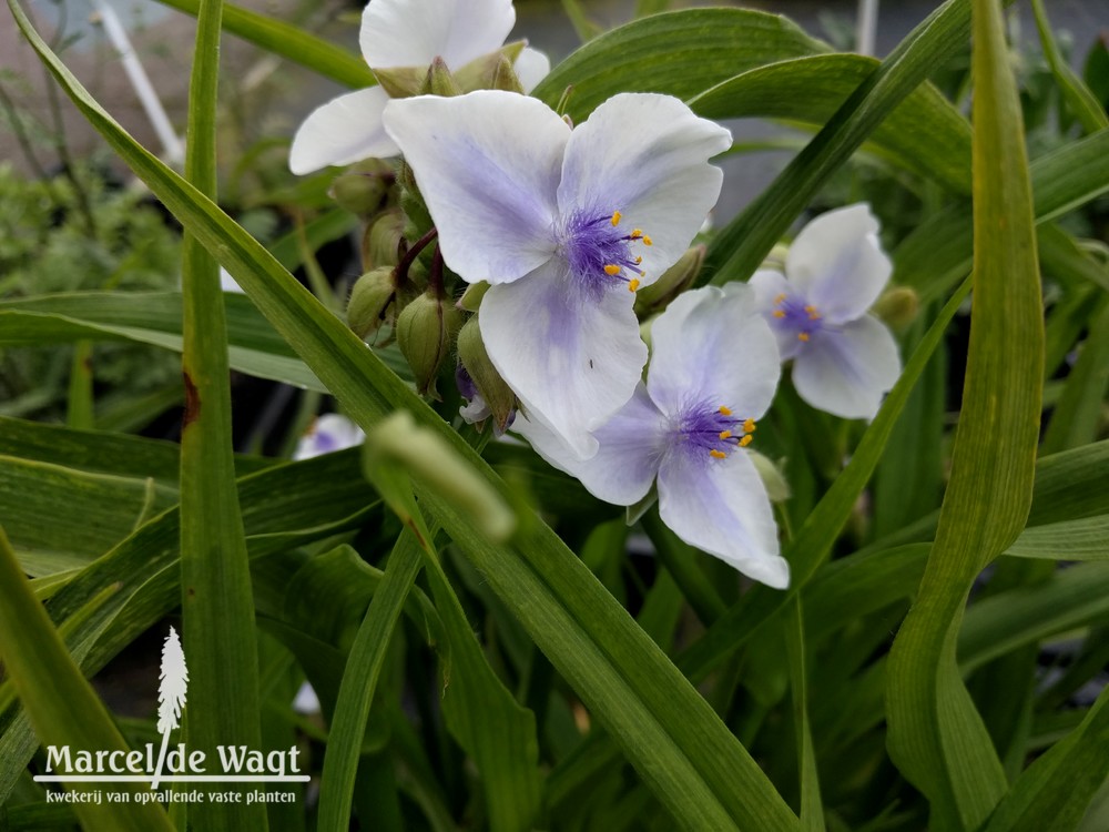 Tradescantia Osprey - Kwekerij van opvallende vaste planten, Ven ...
