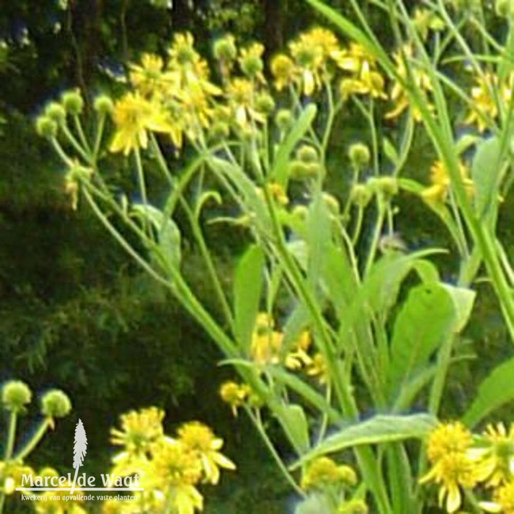 Verbesina alternifolia - Kwekerij van opvallende vaste planten, Ven ...